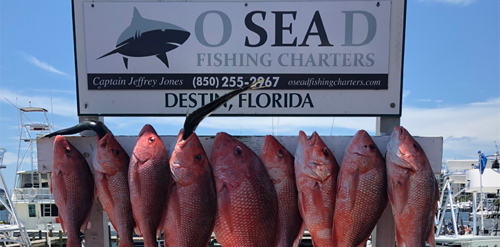 Destin Shark Charters & Deep Sea Fishing | O Sea D Charters